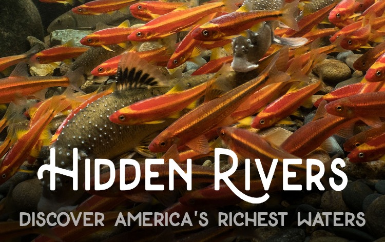 "Hidden Rivers of Southern Appalachia" Film Screening Tickets | UT ...