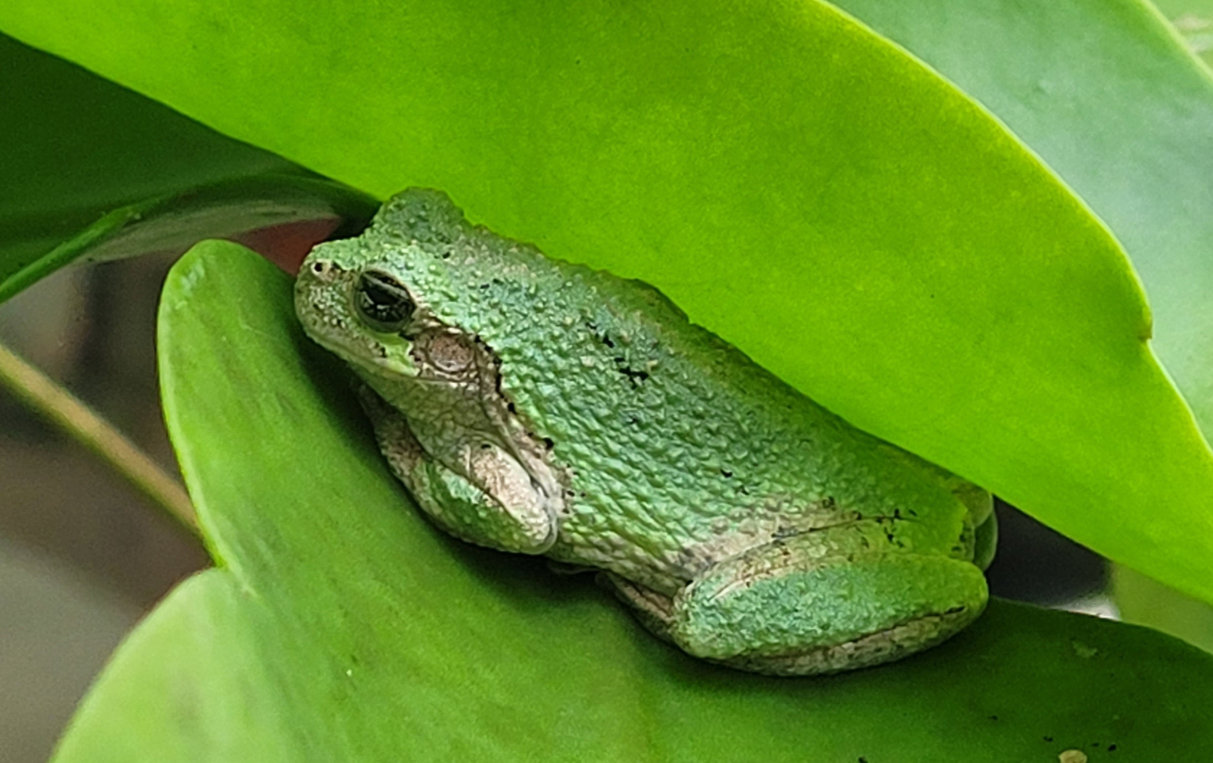 Frogs and Toads in East Tennessee with Stephen Lyn Bales Tickets | UT ...