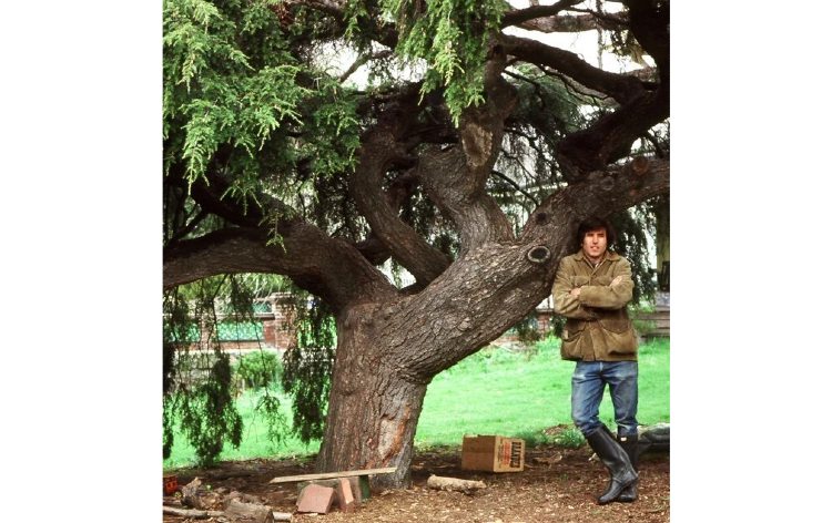 My Botanical Life With Hemlocks, Peter Del Tredici Tickets | UT Arboretum