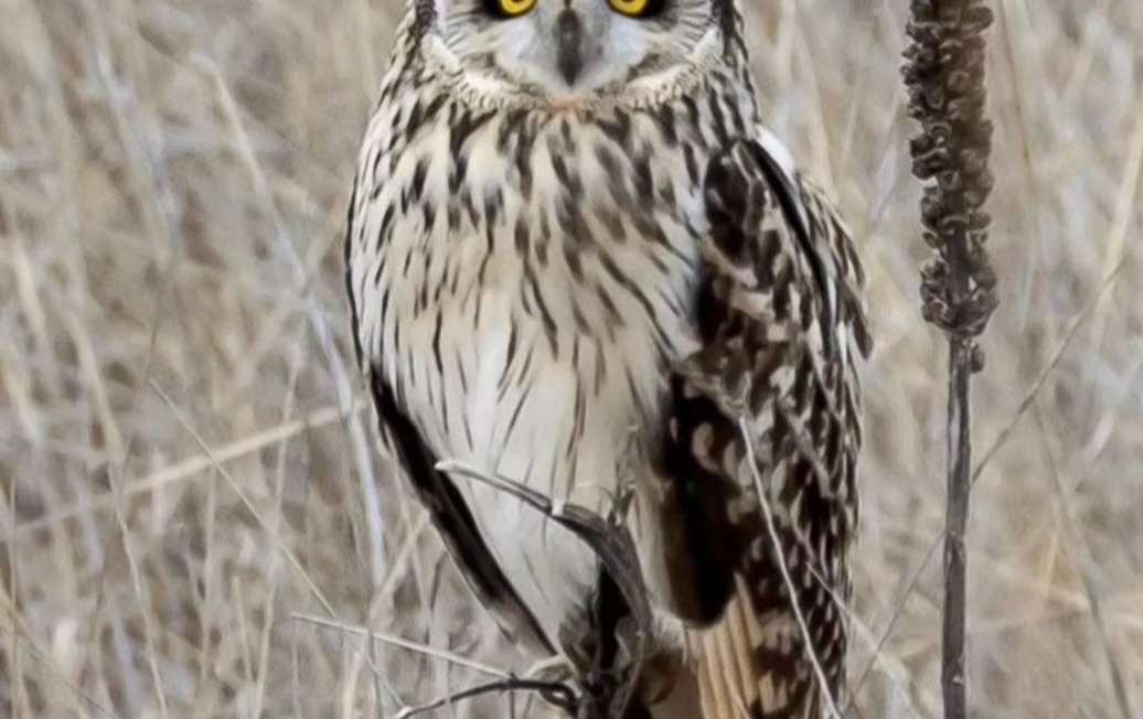 Odd Birds In Our Midst with Stephen Lyn Bales Tickets | UT Arboretum