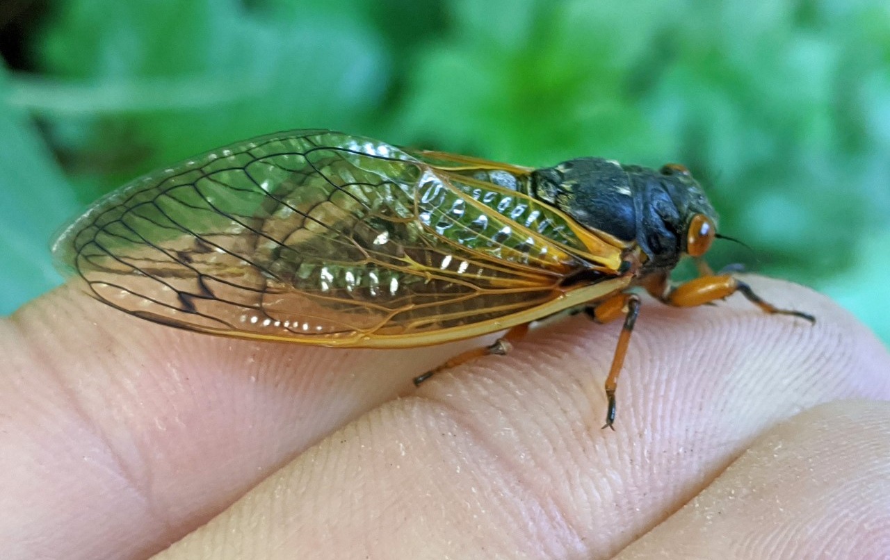 Cicada-a-Raida Encore Performance with Stephen Lyn Bales Tickets | UT ...