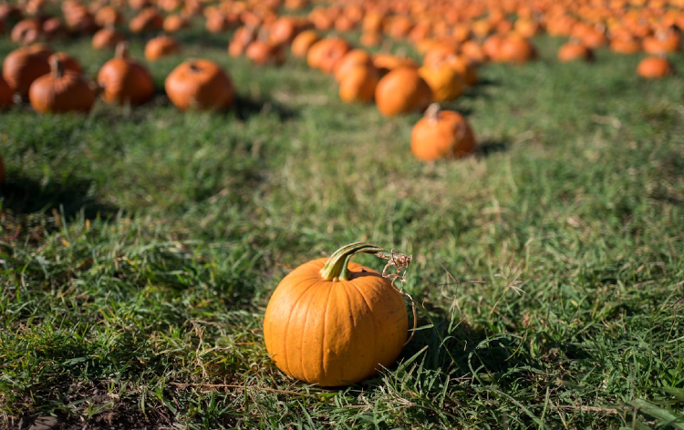 Virginia Creek Farms Pumpkin Patch Tickets | Virginia Creek Farms