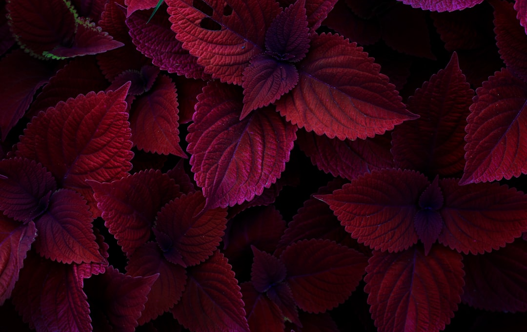 2025 Muster Tickets | Rockport Fulton Aggie Club