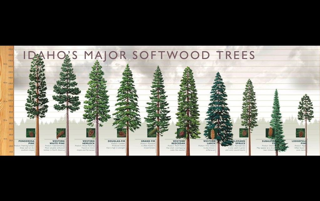 Identifying Idaho's Native Trees Tickets | University of Idaho ...