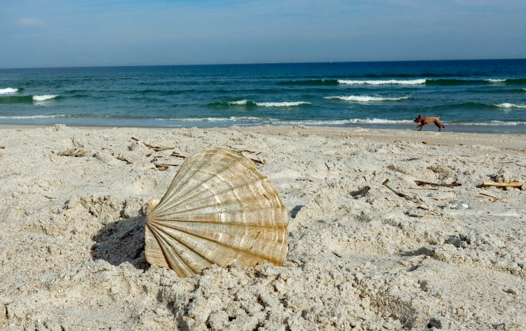 Shark Tooth, Pecten & More Eco Tour Tickets | Fernandina Fossils & Co