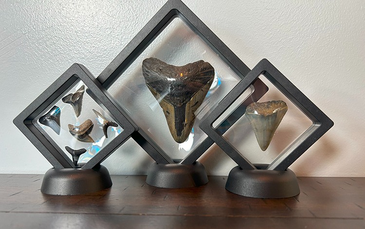 Shark Week Tickets | Fernandina Fossils & Co