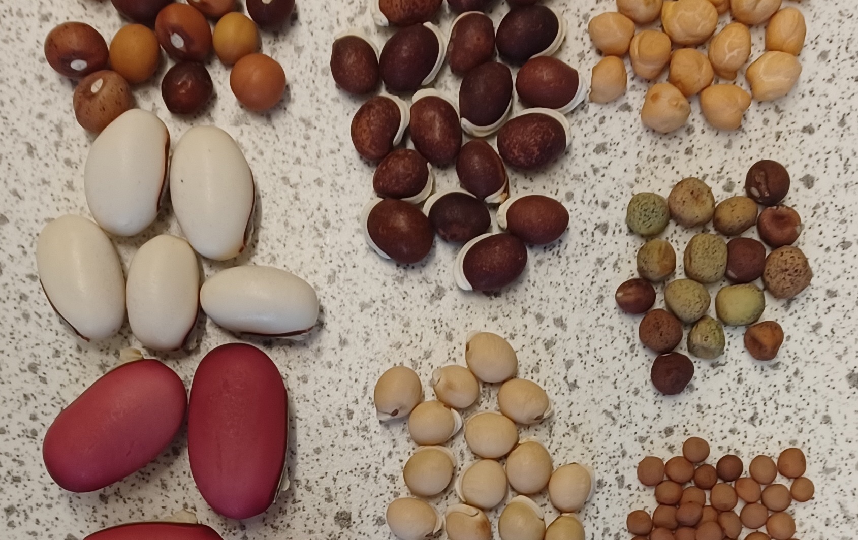 Domestication: why do we eat what we eat? Tickets | Science Discovery Group