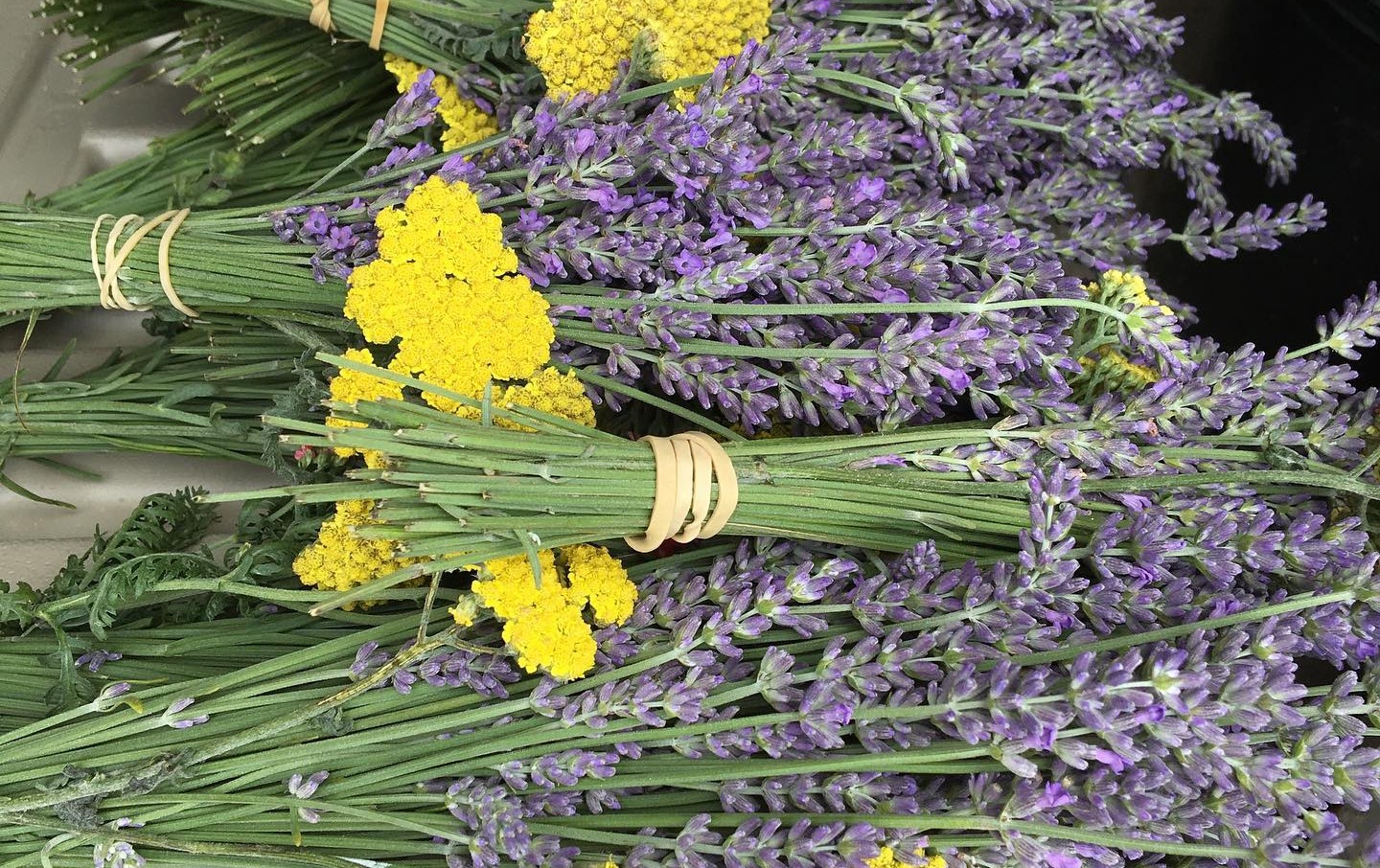 U Pick Lavender 9:30-3:00pm - Archived Tickets | Lavender Lane Farm of ...