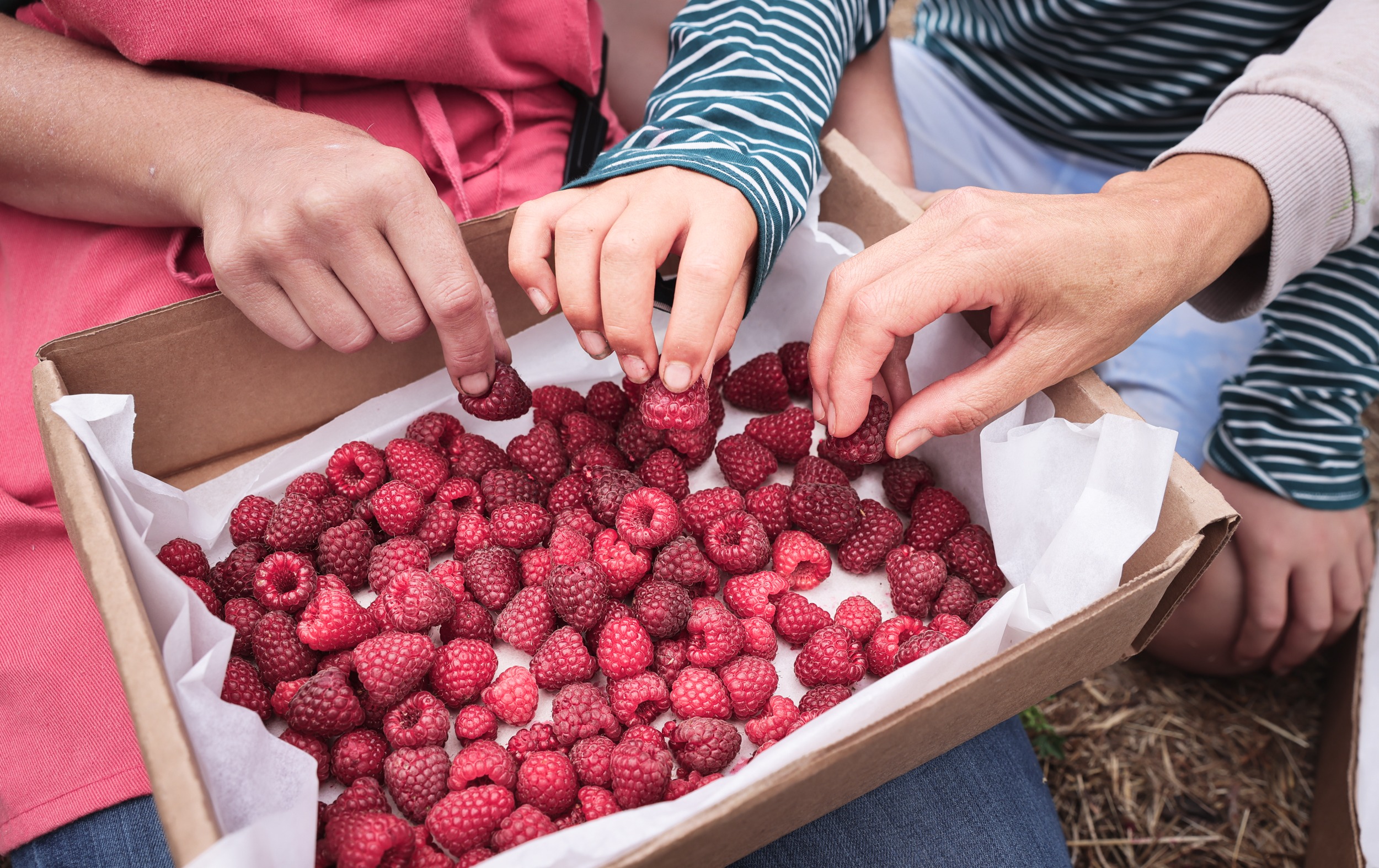 Certified Organic Red Raspberry U-pick Tickets | Boring Farm