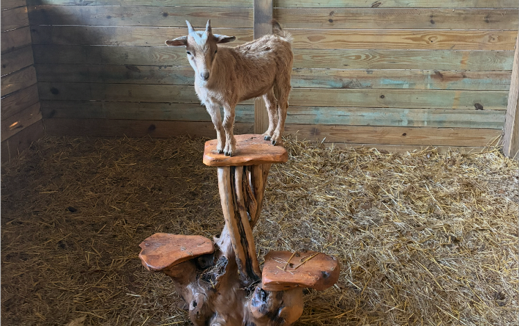 The Amazing Ark Petting Zoo Tickets | Ark farms