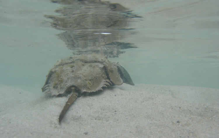 Horseshoe Crabs: The Cape's First 'Wash-a-Shores' Tickets | Cape Cod ...
