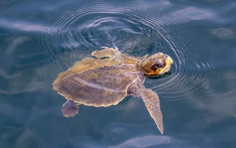 When, why and which sea turtles are here Tickets | Cape Cod Museum of ...