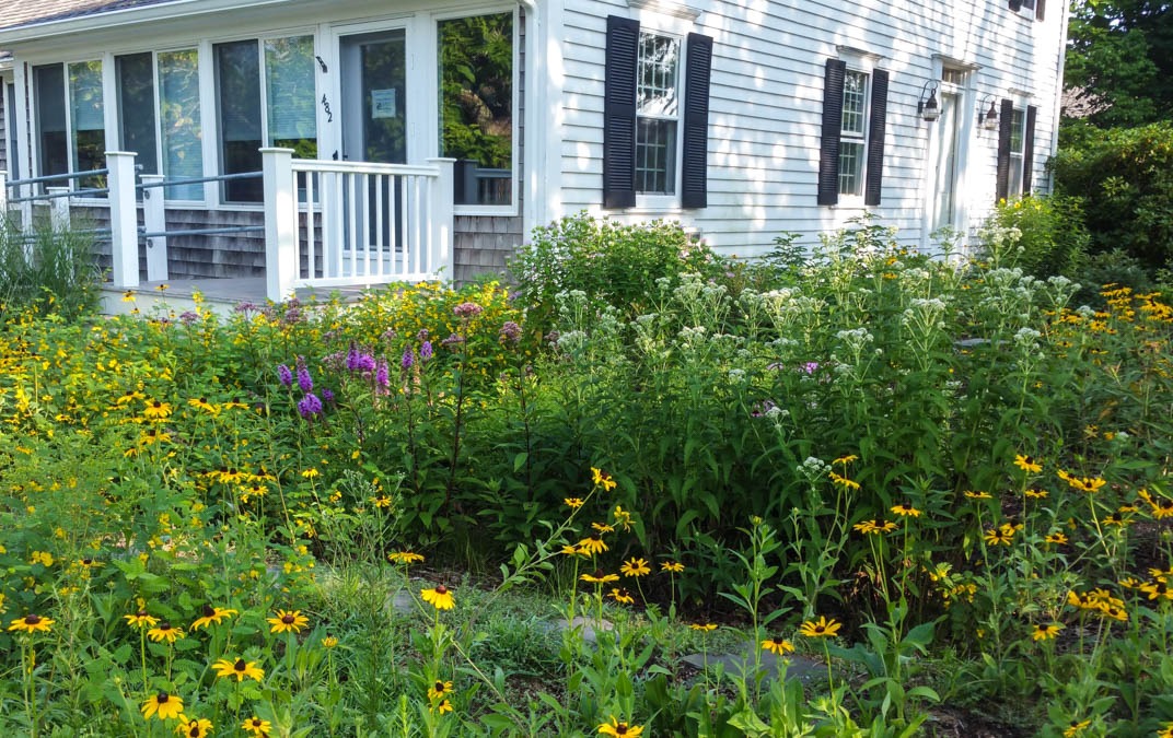 A Cape Cod Rain Garden - It’s a Garden with a Purpose Tickets | Cape ...