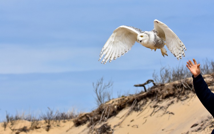 Snowy Owls: Visitors from the North Tickets | Cape Cod Museum of ...