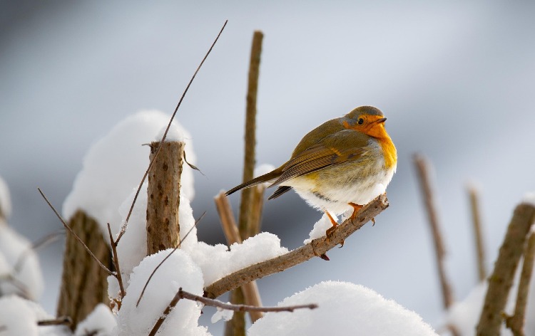 Cape Cod’s Year-Round Birds Tickets | Cape Cod Museum of Natural History