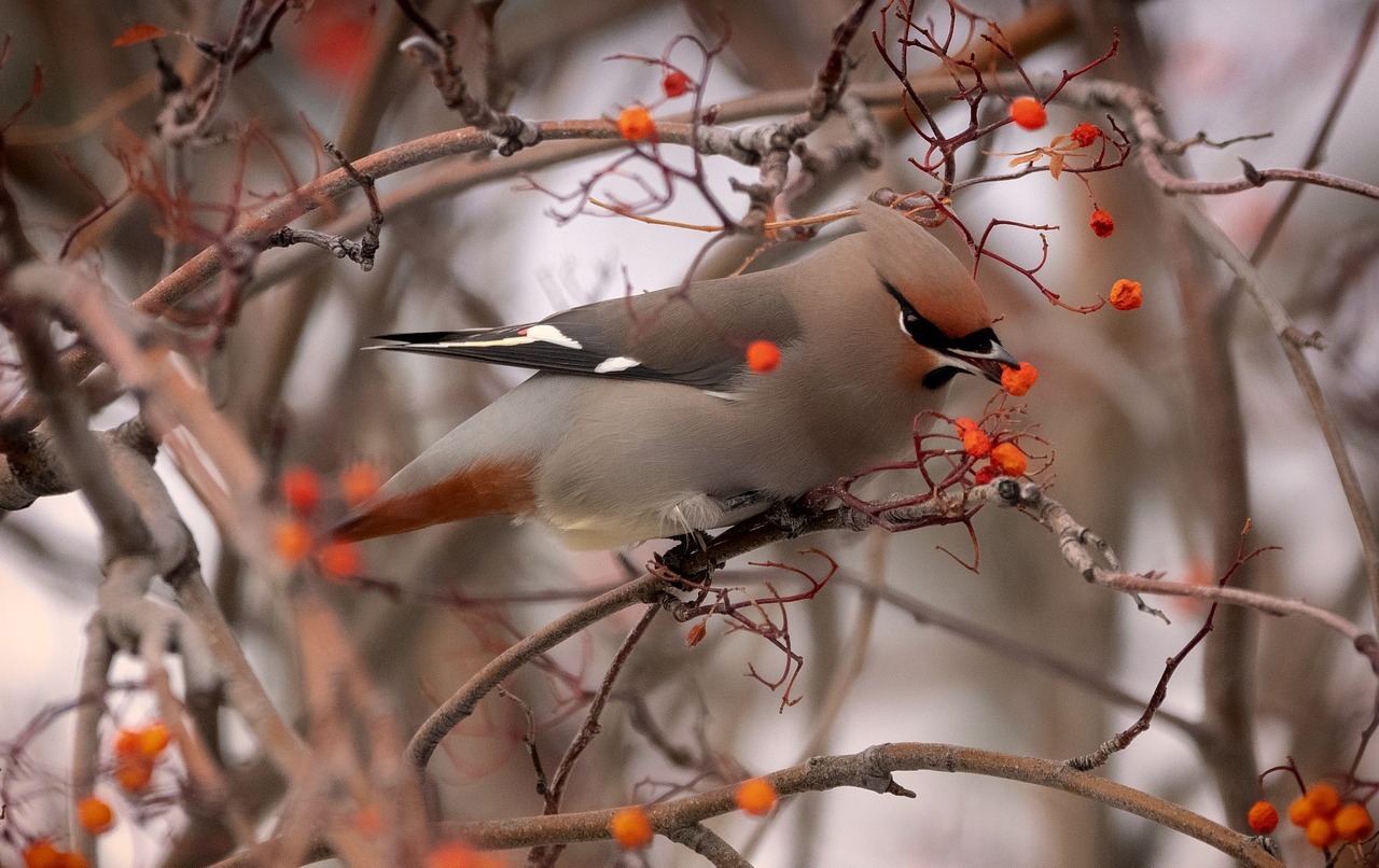 SURVIVAL: How Birds Endure Winter Tickets | Cape Cod Museum of Natural ...