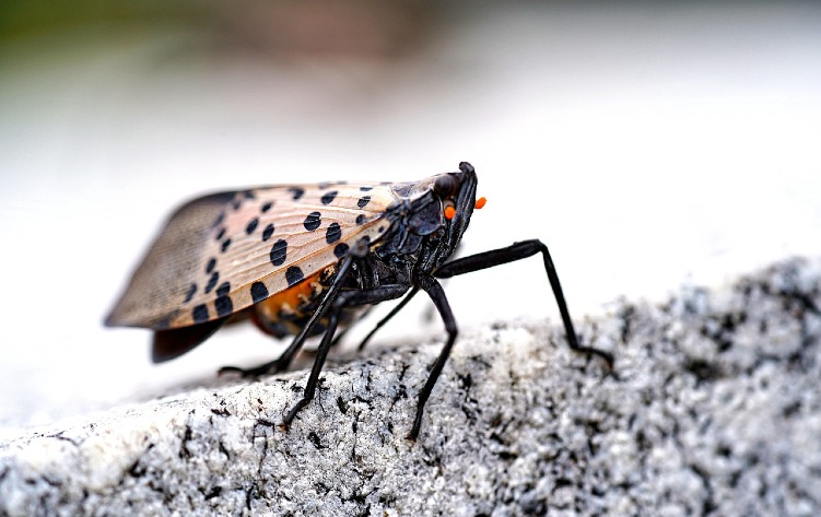 Invasive Insects and How to ID them Tickets | Cape Cod Museum of ...