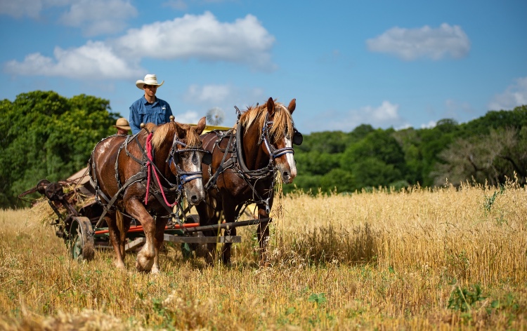 Homestead Fair 2025 - Farm Tours Tickets | Heritage Garden Farm