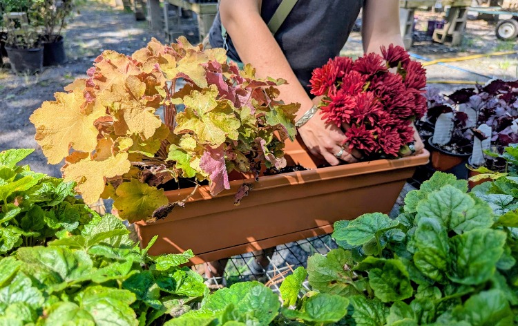 Fall Planter Box Workshop (21+) Tickets | Memphis Botanic Garden